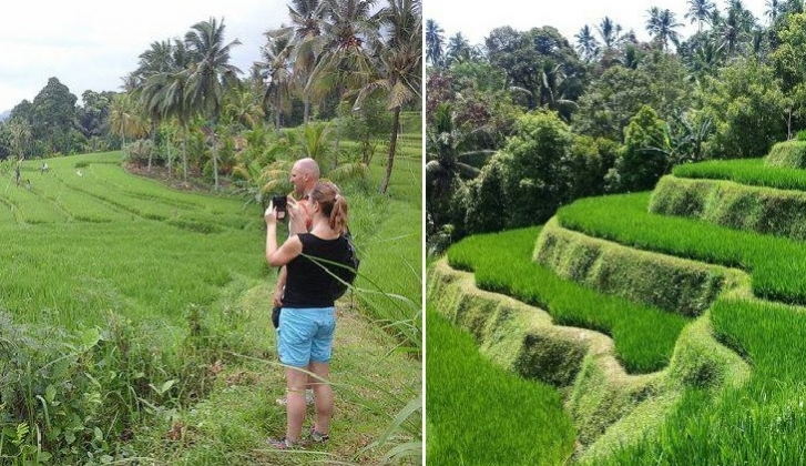 Wisata Agraris Andalan Desa Mayong Pertahankan Eksistensi Wisata Turis ...