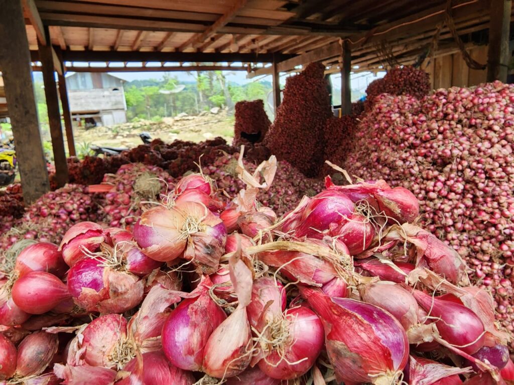 Sukses Ekspor Bawang Merah: Indonesia Dorong Pertumbuhan Pertanian ...